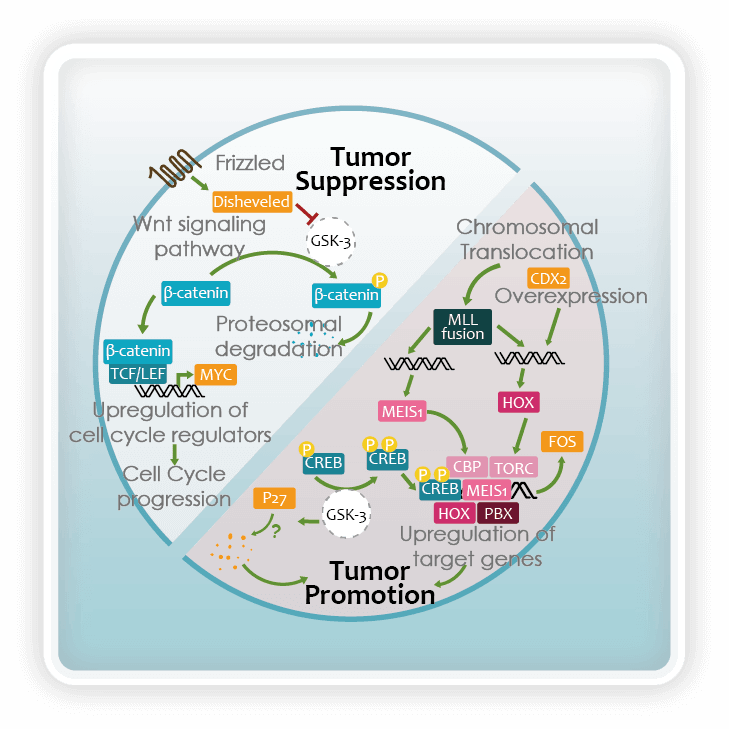 鴻洺科技-Arigo 抗體
